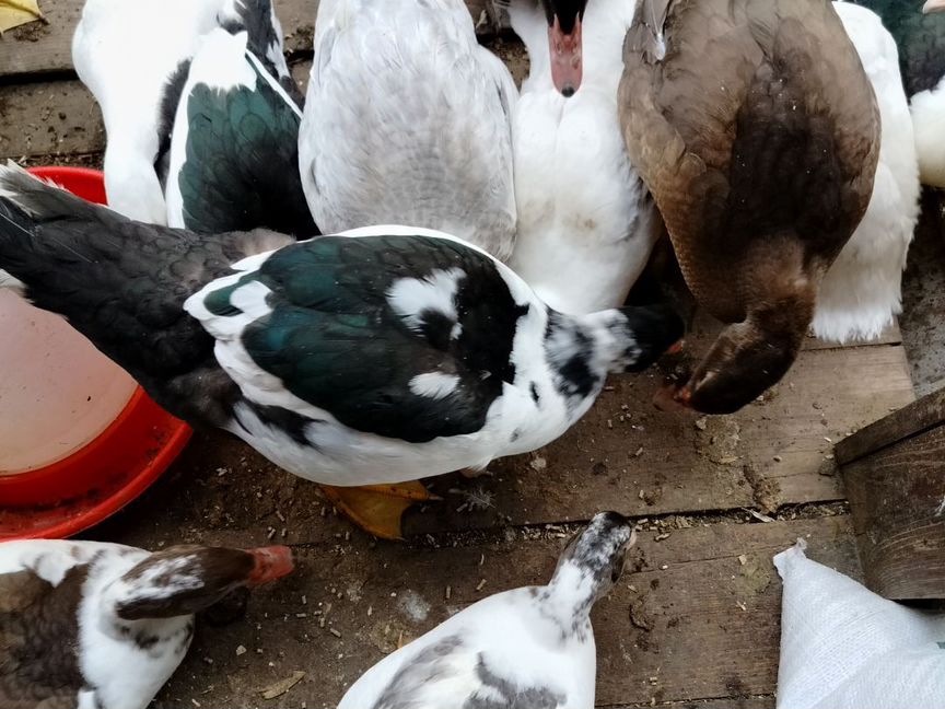 Утята мускусной утки