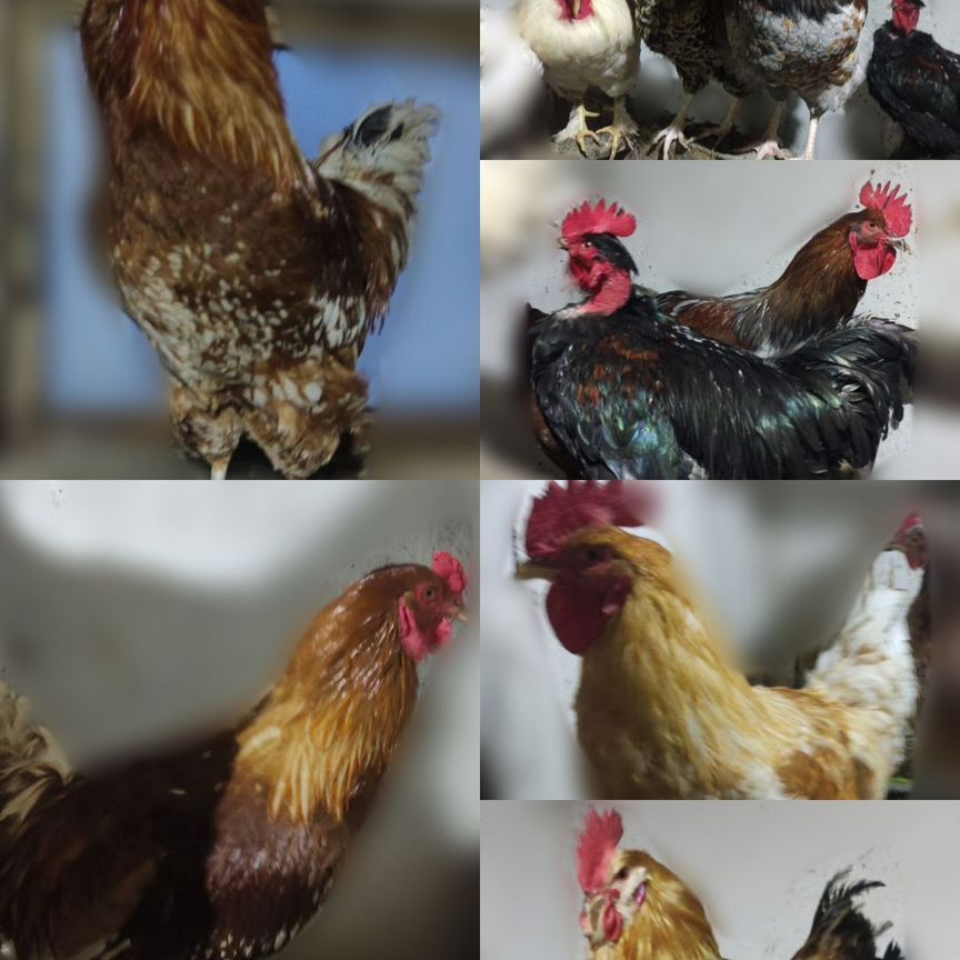 Молодые петухи