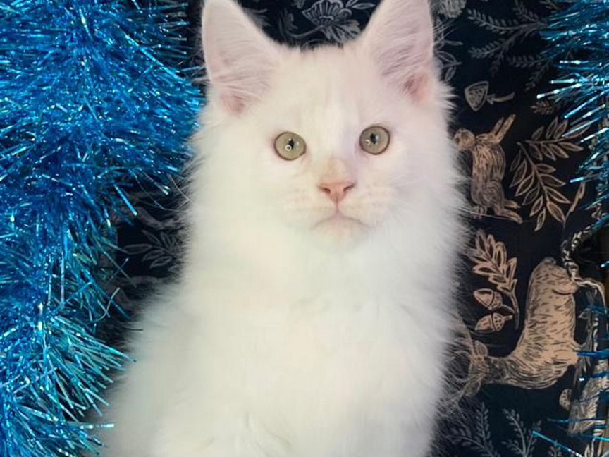 Мейн-кун очень светлое кремовое серебро мальчик