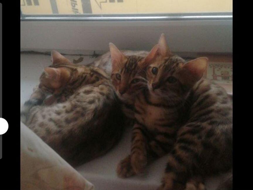 Бенгальские котята