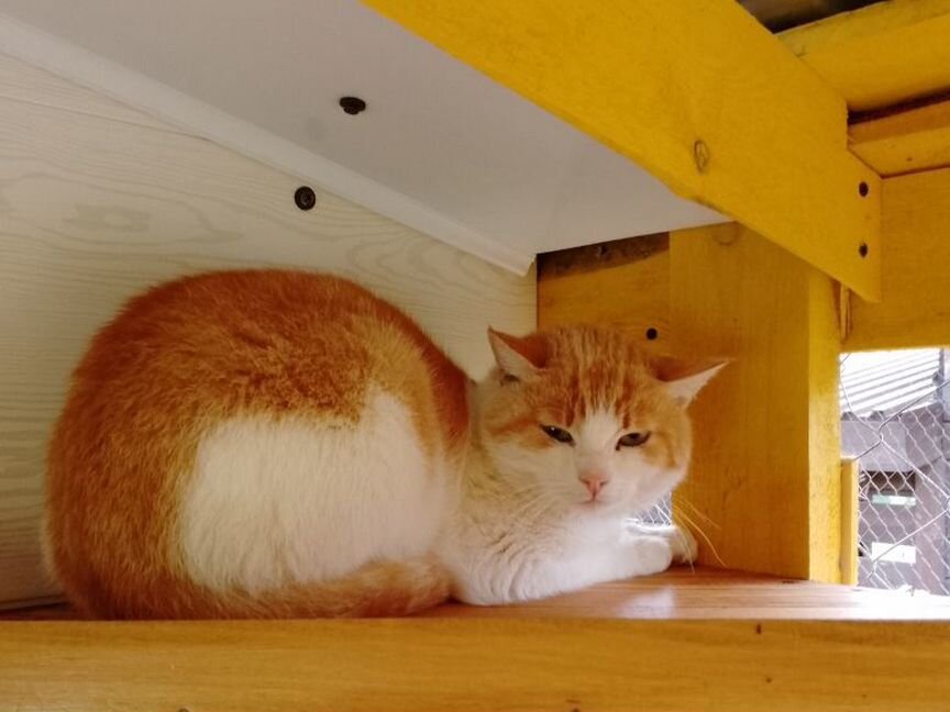 Рыжий кот