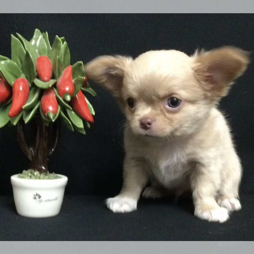 Чихуахуа, щенок