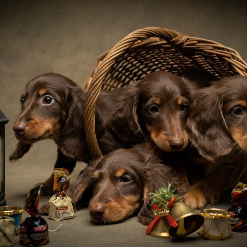 Длинношерстная такса