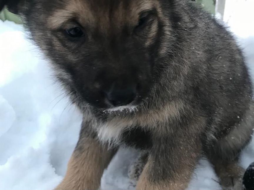 Щенки в норе