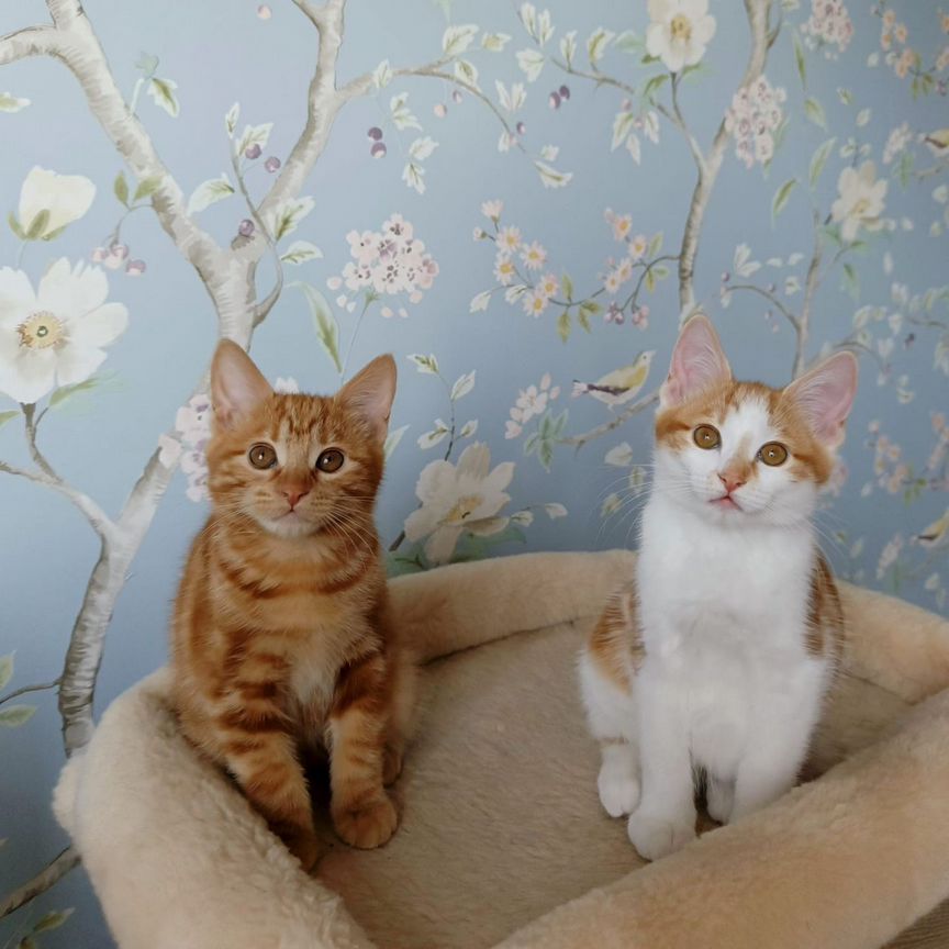 Котята курильского бобтейла