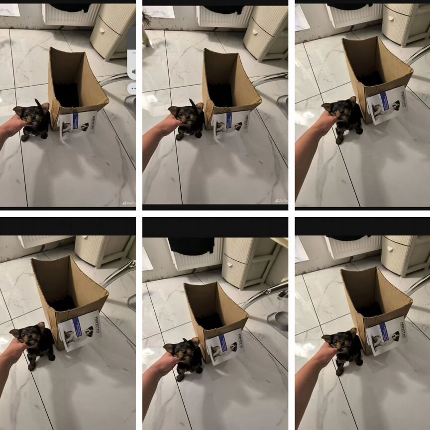 Щенок от частного владельца