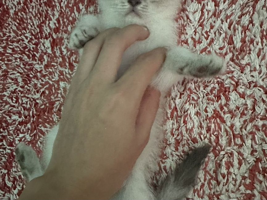Котята