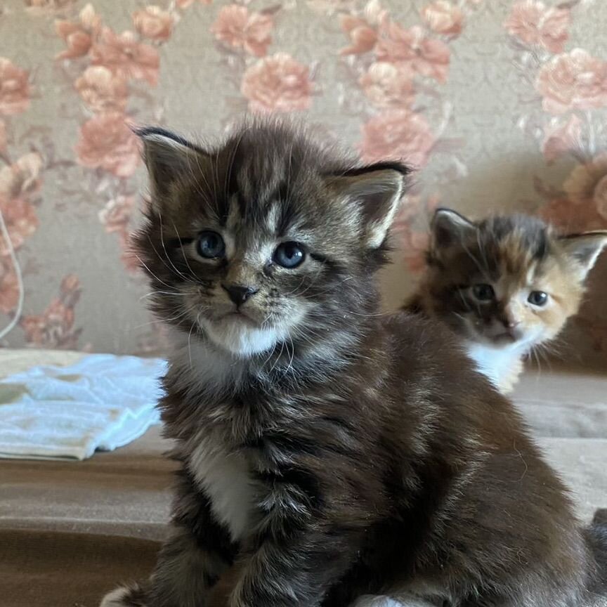 Продаются котята породы Мейн-кун