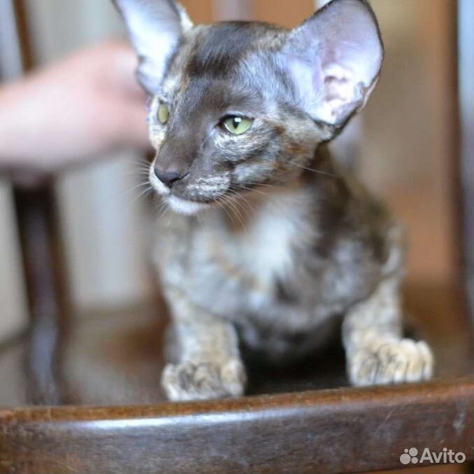 Кошечка Пуговка