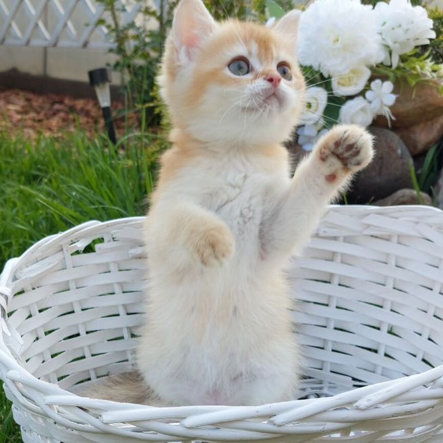 Котята золотая шиншилла