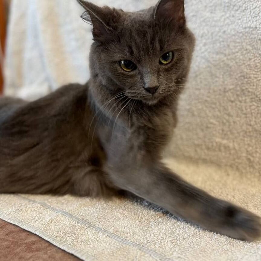 Кошка