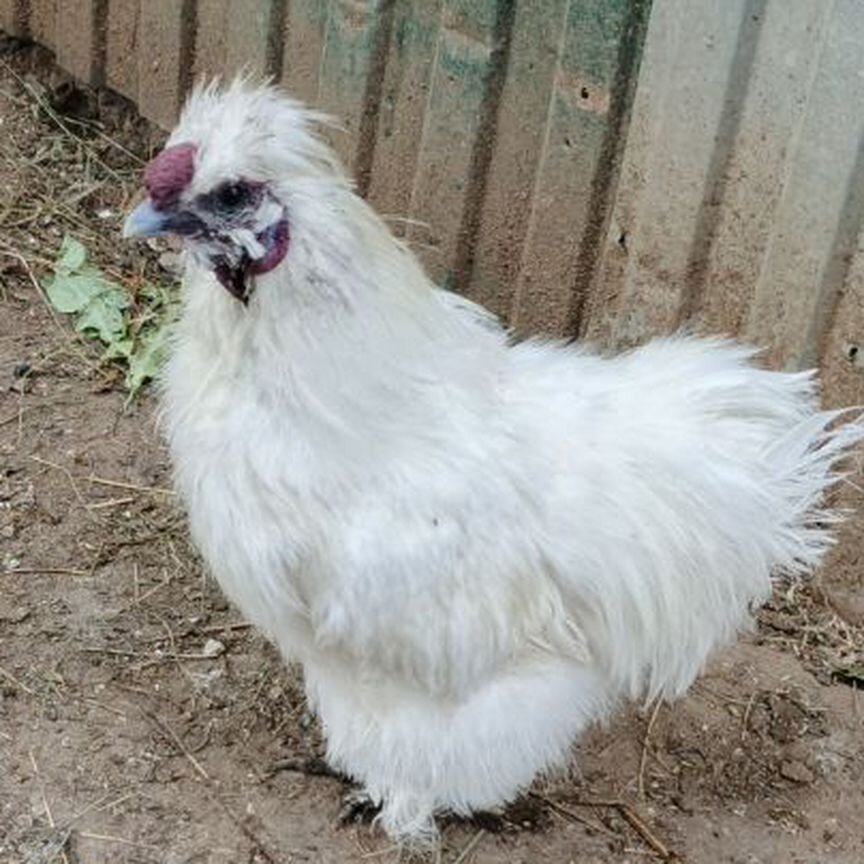 Продам петушков