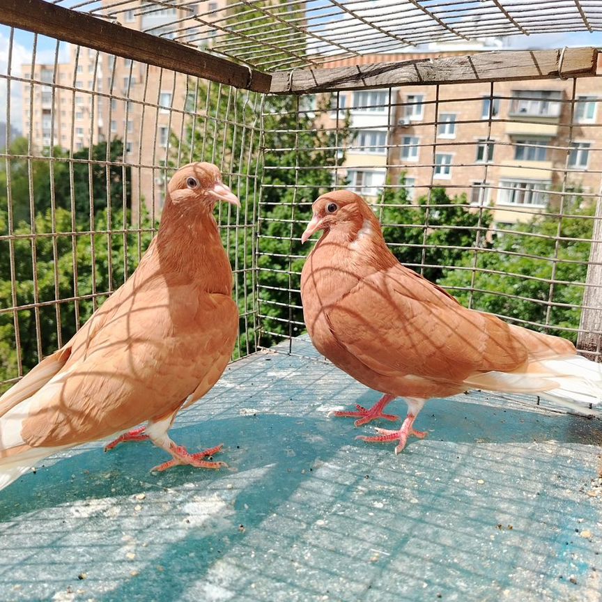 Продажа николаевских голубей