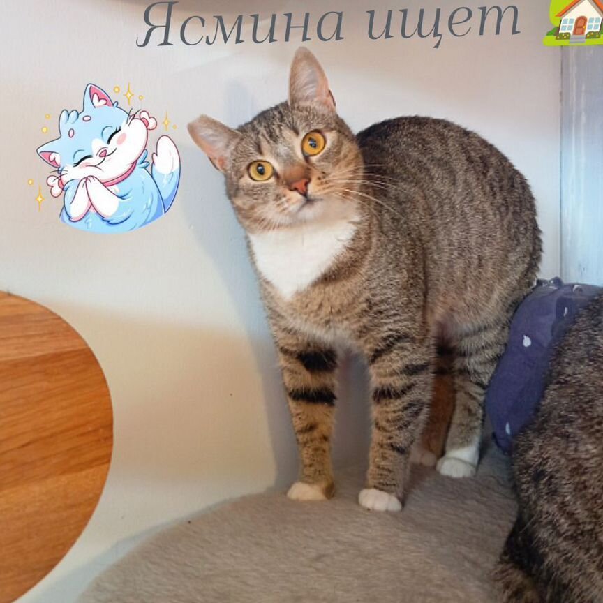 Взрослая, кошка в добрые руки