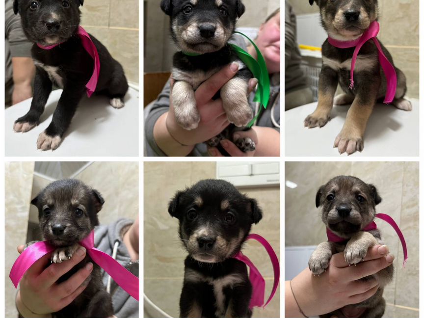 Щенки в добрые руки