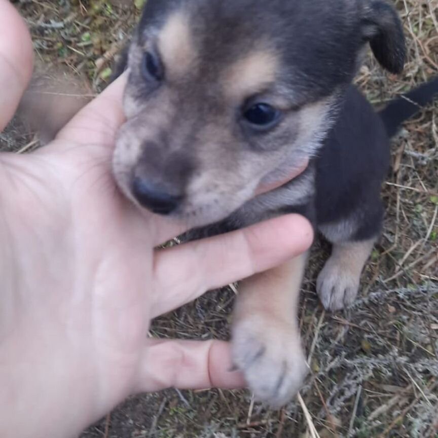 Мелкаши 3 девочки