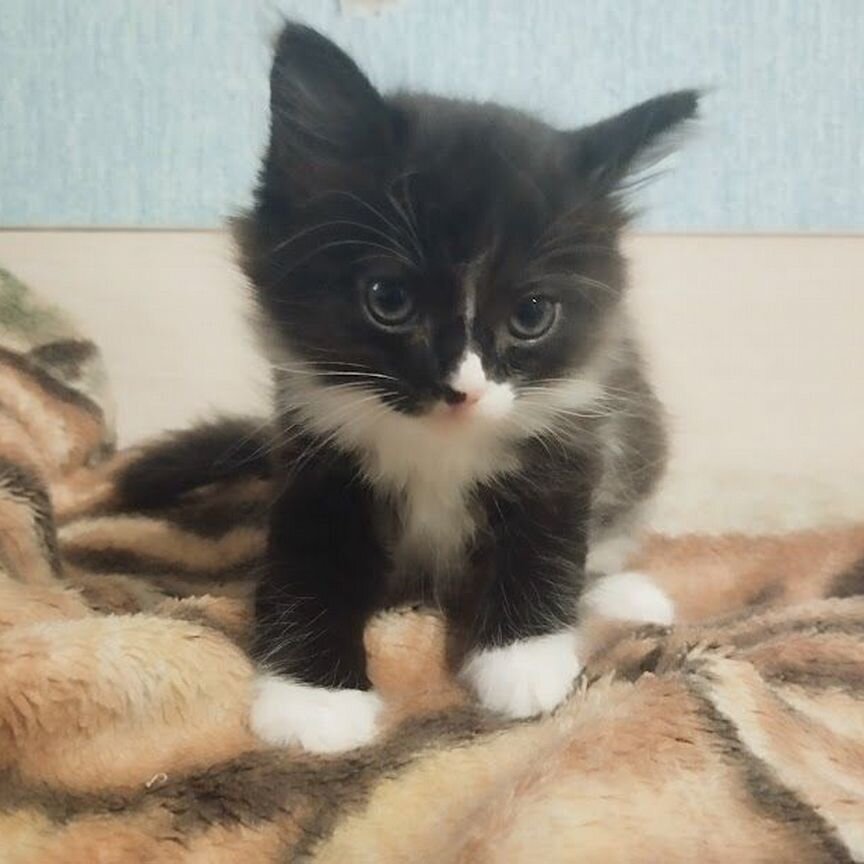 Отдадим милых котят в хорошие руки