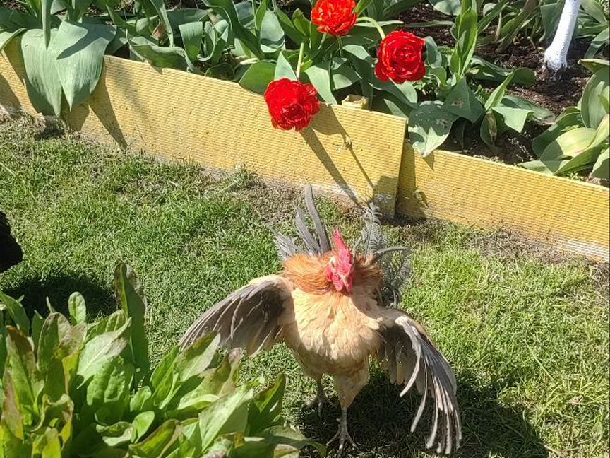 Петух Малазийская серама