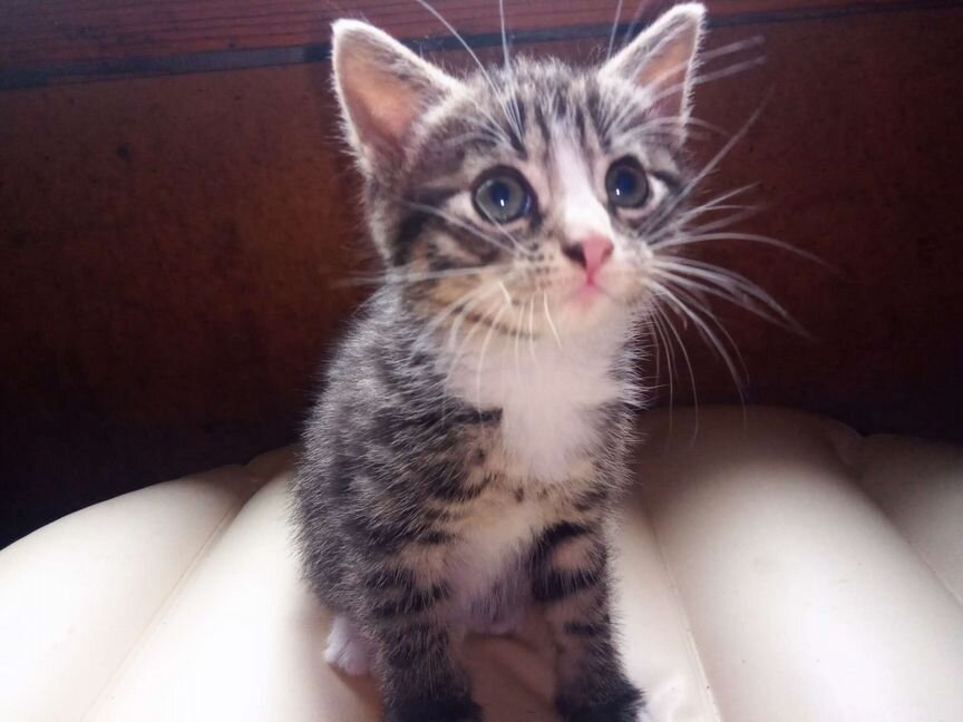 Кошка в дар, котята в хорошие руки 1 маль.и 2дев