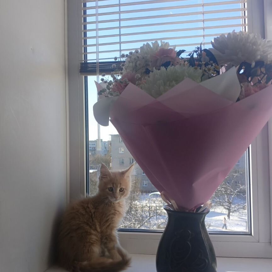 Котёнок мейкун девочка 3 месяца
