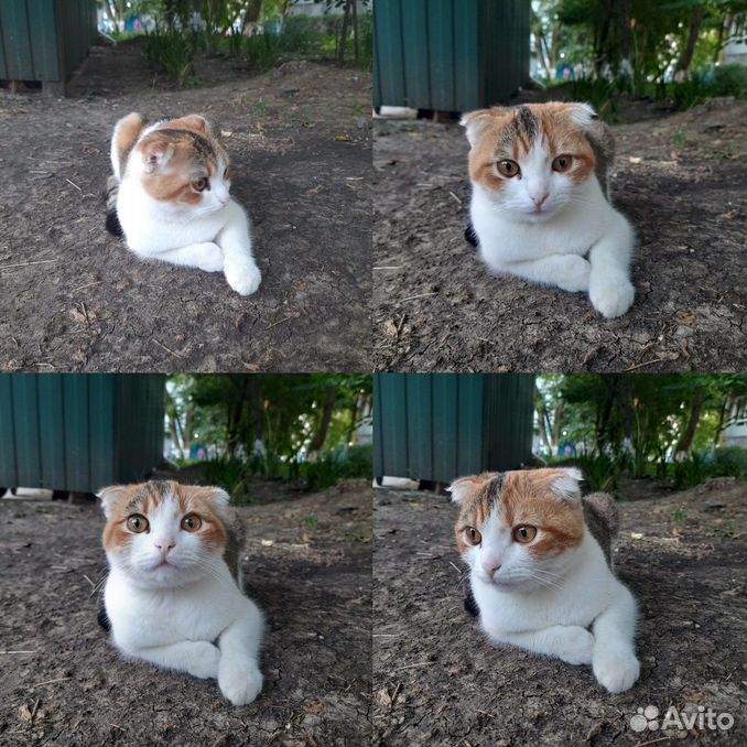 Домашнюю кошечку выбросили