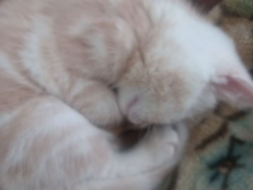 Шотландская кошка в дар