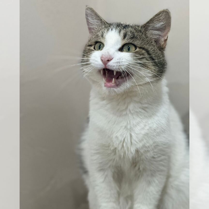 Взрослый кот в добрые руки