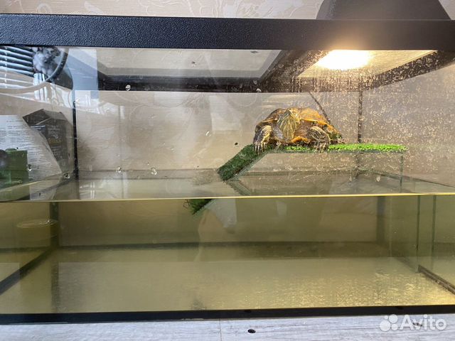 Красноухая черепаха с аквариумом