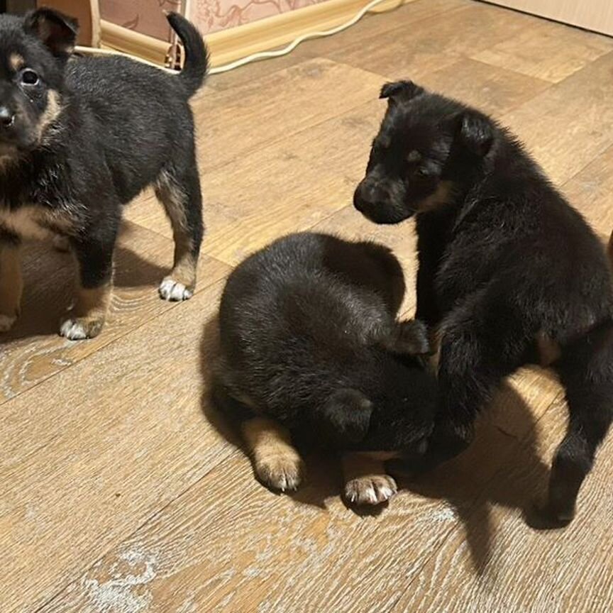 Щенки помесь немецкой и восточной овчарки