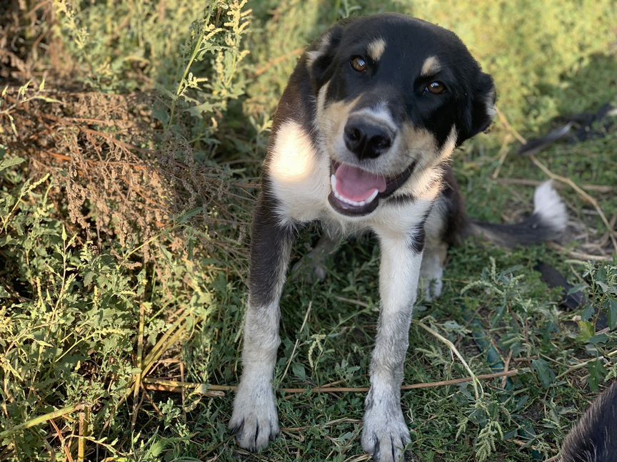 Щеночек Метис немецкой овчарки в добрые руки