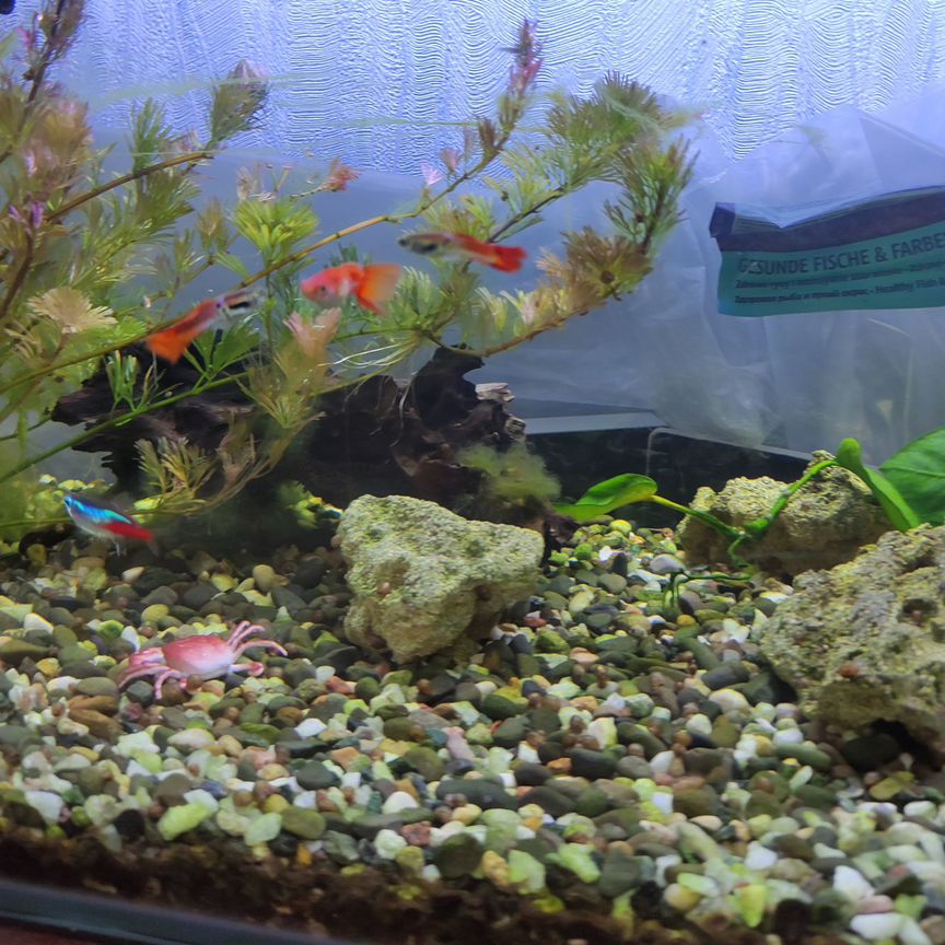 Мальки гуппи бесплатно