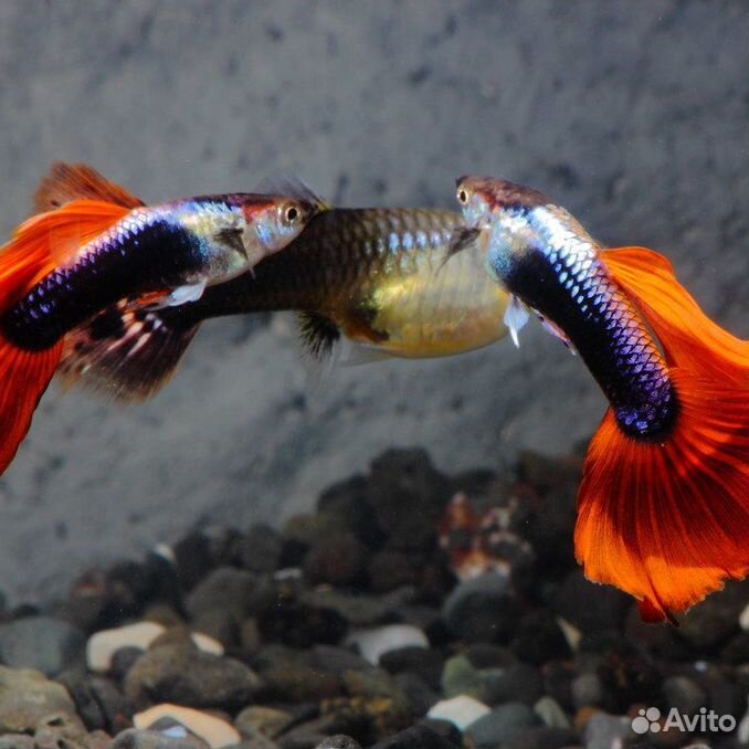 Гуппи Красные Тукседо (самцы) (арт 5133)