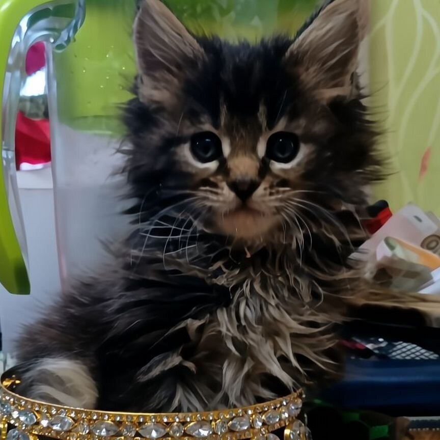 Мейн-кун котёнок