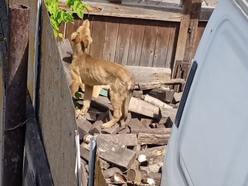 Собака в добрые руки