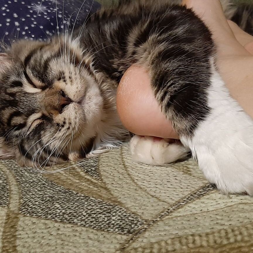 Кошечка мейн кун молодая 6 мес