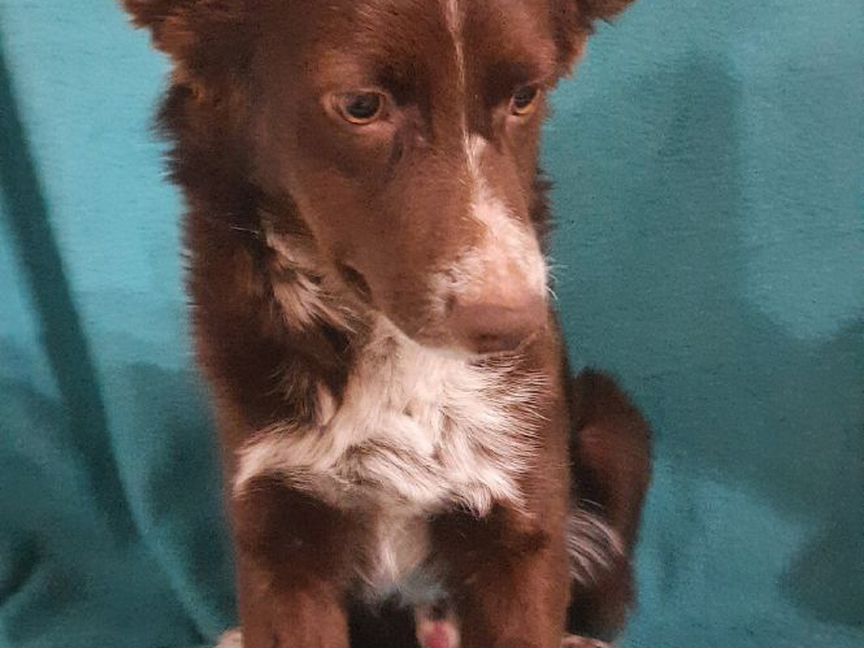 Собака в добрые руки отдам бесплатно