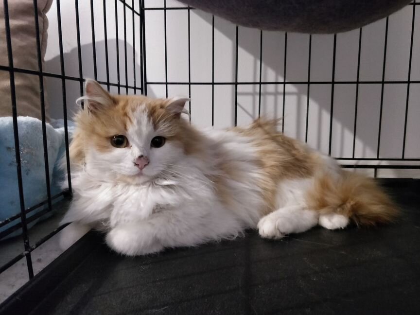 Кошки разных возрастов