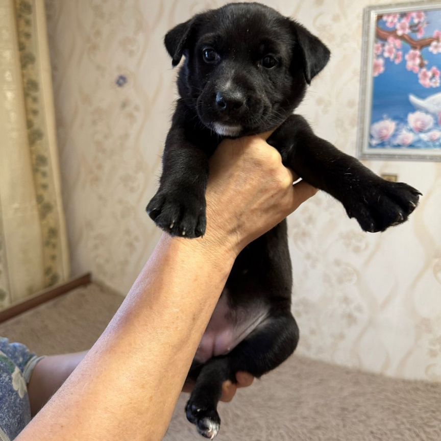 Щенок в добрые руки