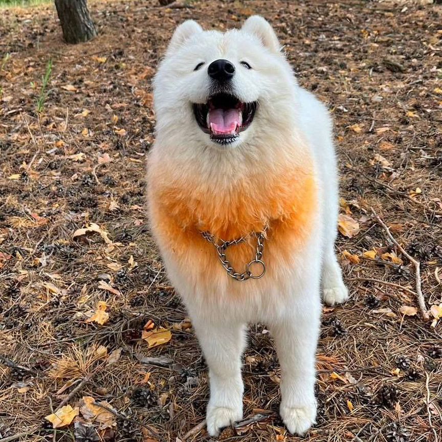 Самоедская лайка в добрые руки