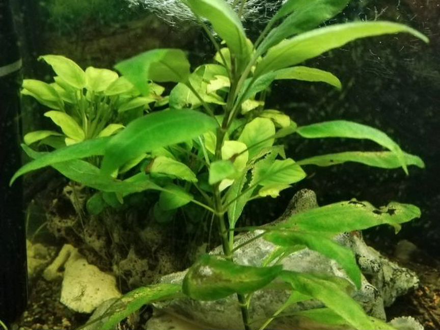 Лимонник для аквариума