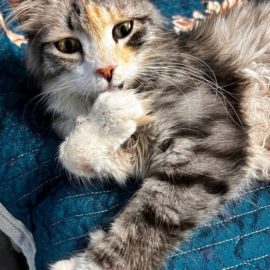 Кошка Алиса ищет дом
