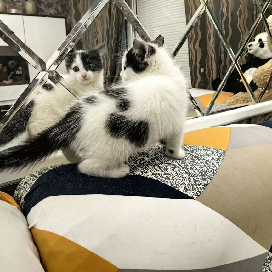 Красивый котёнок в добрые руки