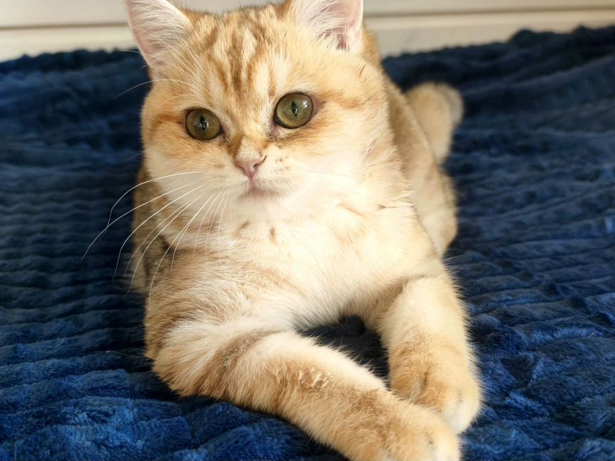 Британская девочка - булочка