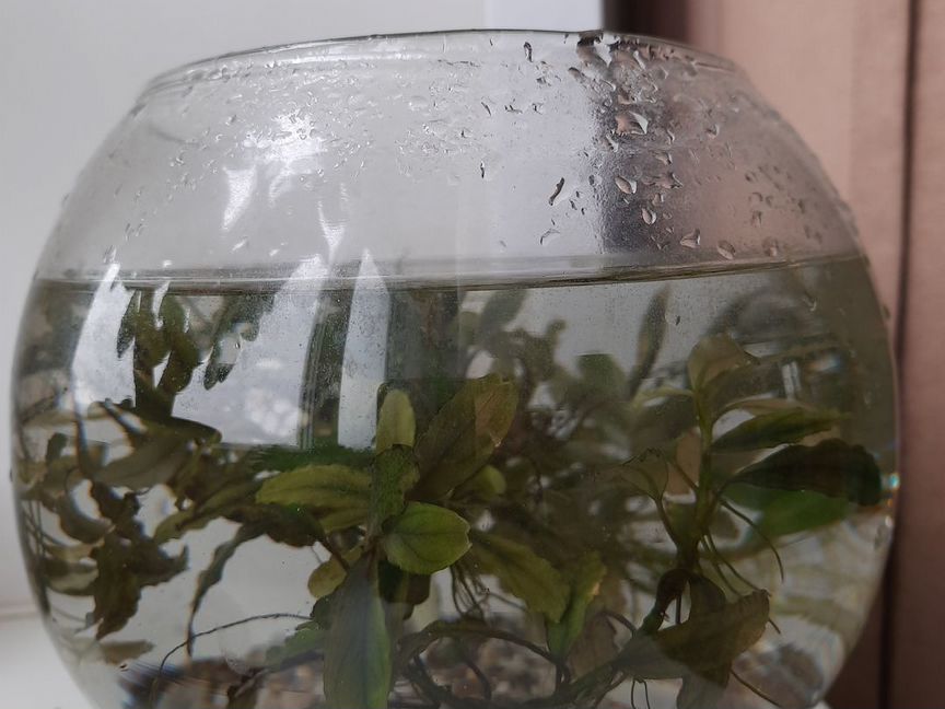 Корм для рыб, водоросли, камни для аквариума