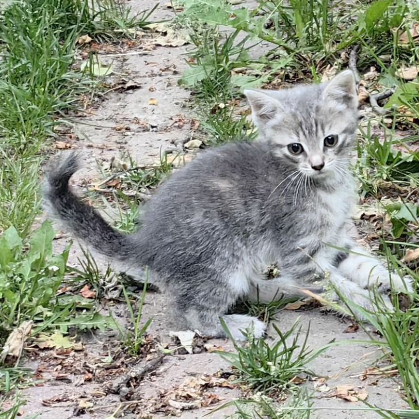 Котёнок в добрые руки