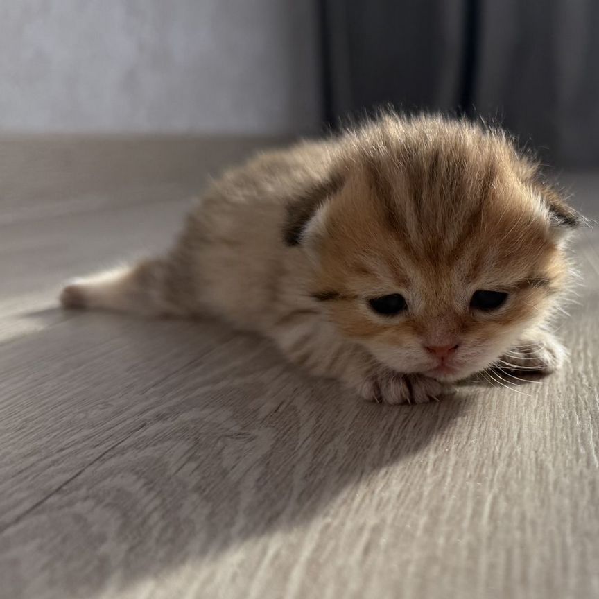 Британский короткошёрстный котёнок