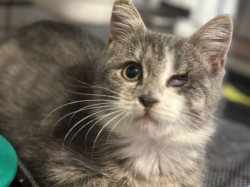 Котёнок. Шикарная пиратка. 3 мес. Ждёт вас