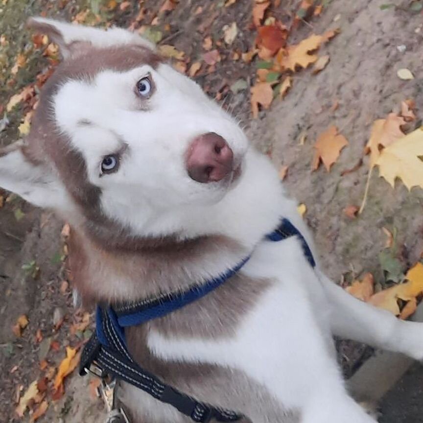 Сибирский хаски, щенок