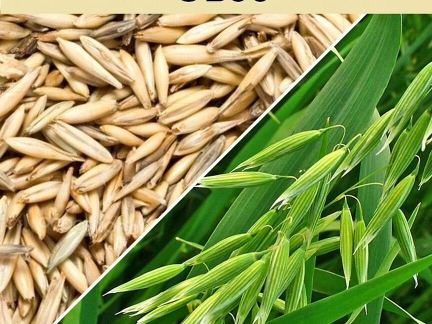 Овес кукуруза оптом