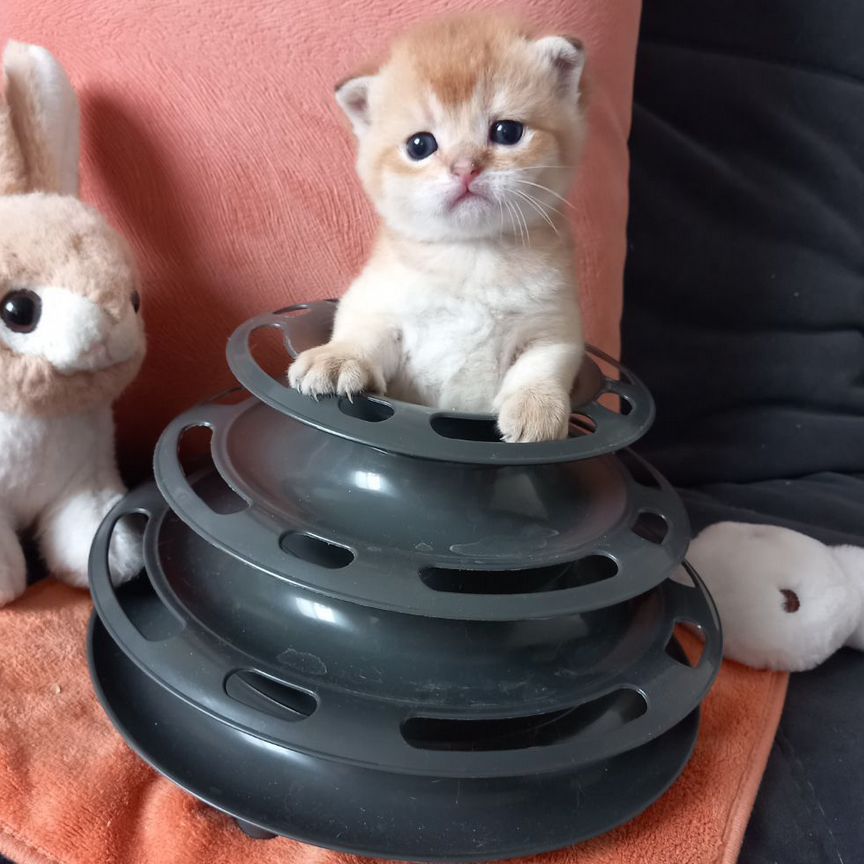 Шотландский вислоухий короткошёрстный котёнок